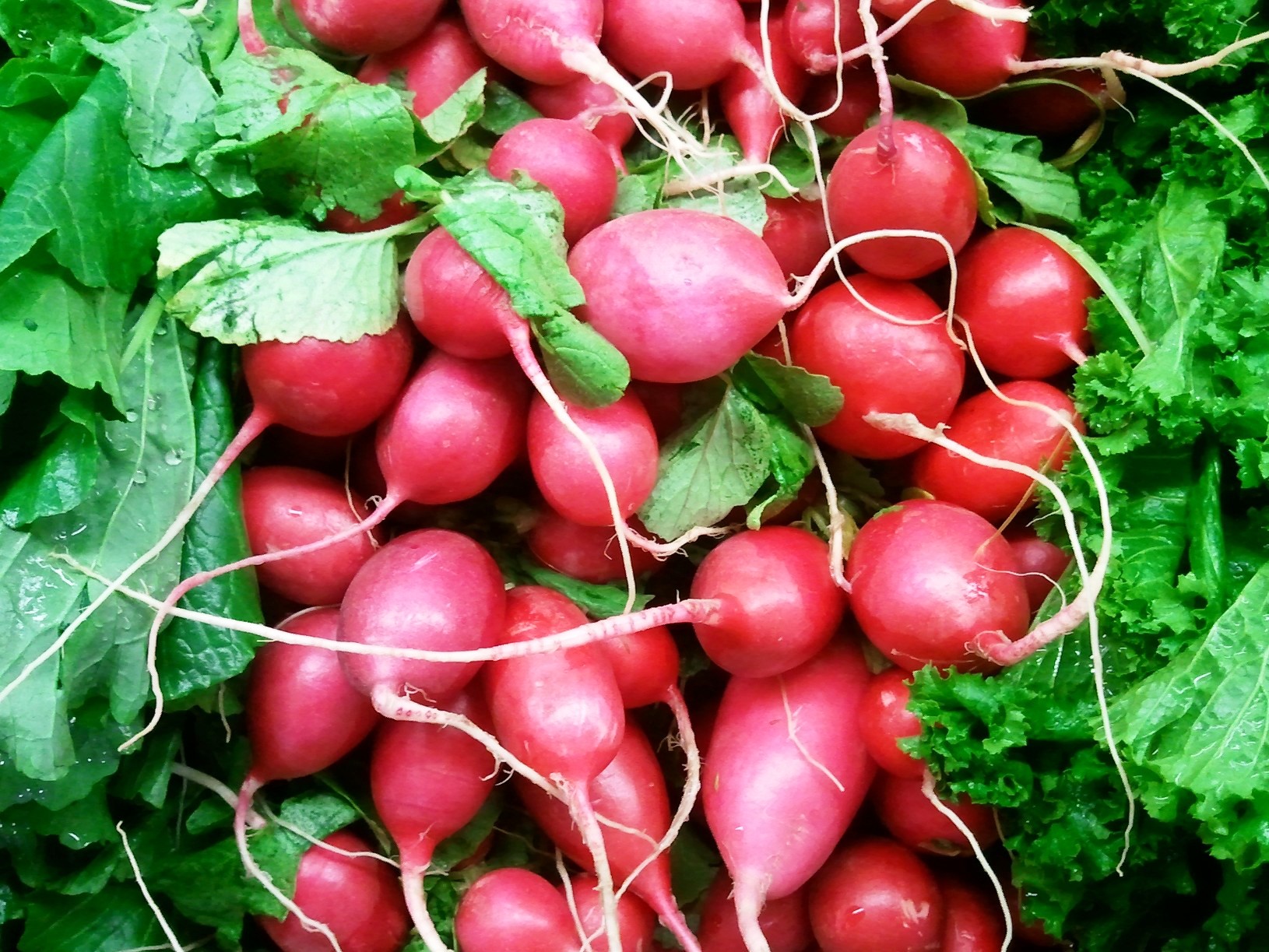 Radish | Consultant's Mind